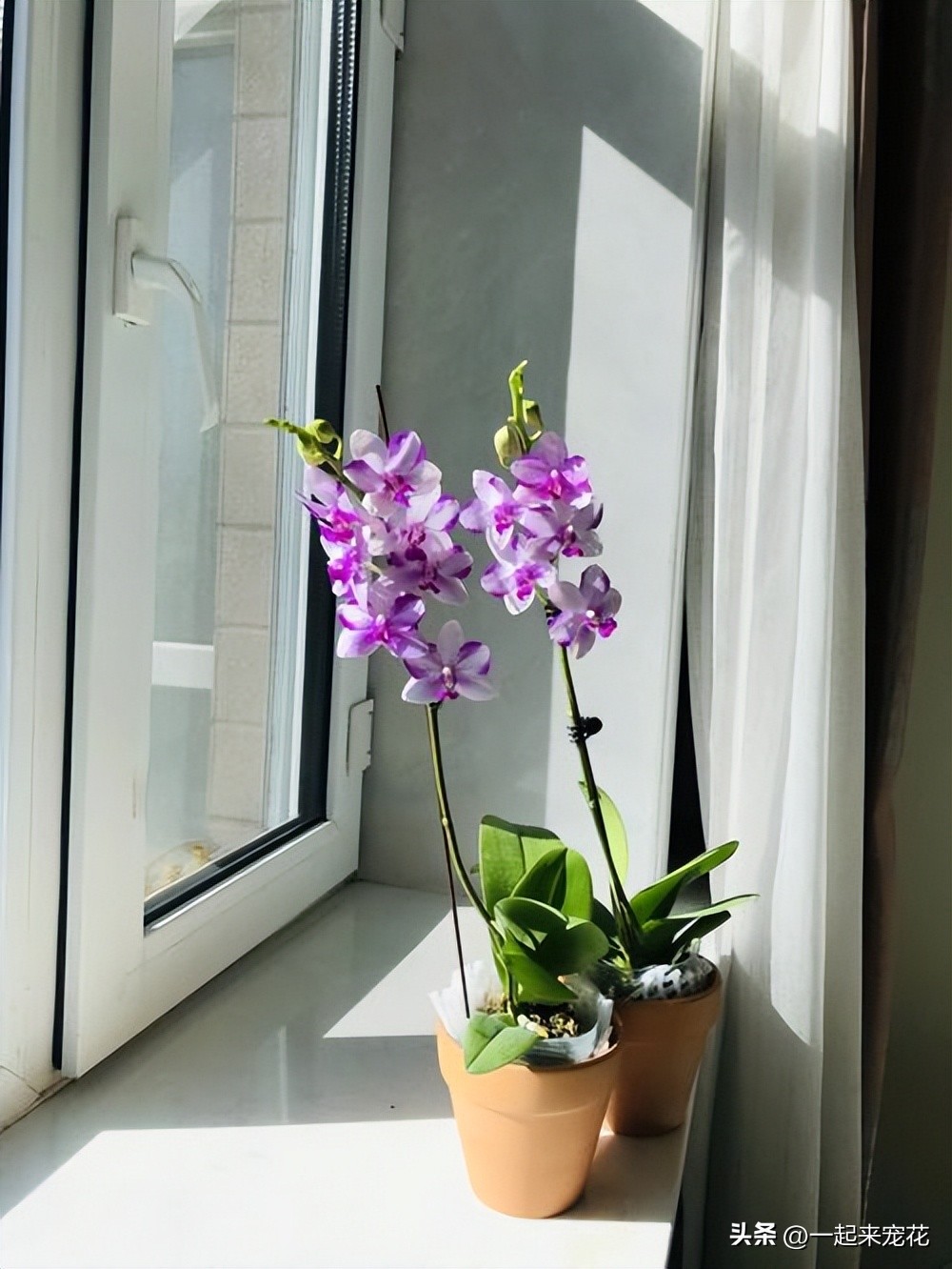 Share a classic purple Phalaenopsis, "Purple Qi Donglai" has a good ...