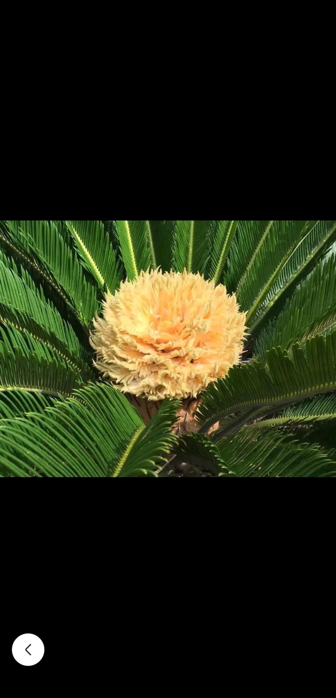 Wang Zhongchun's Art Talk (26) Important Features of "Personification ...