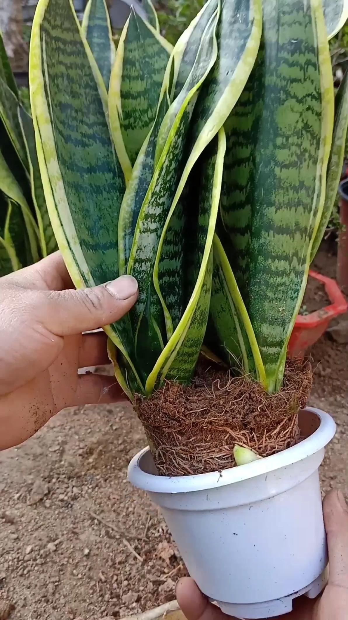 Tiger Pilan stiff seedlings, not long or "rotten leaves"? 7 tips ...