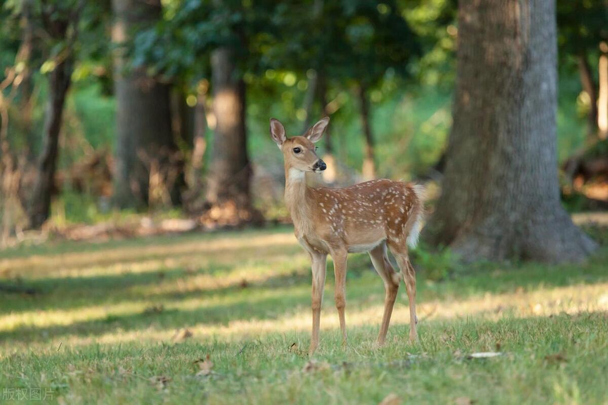 How do whitetail deer cubs evade capture? - iMedia
