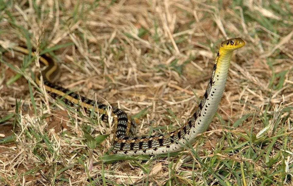 The cauliflower snake is non-venomous, why is it called the "king of a ...