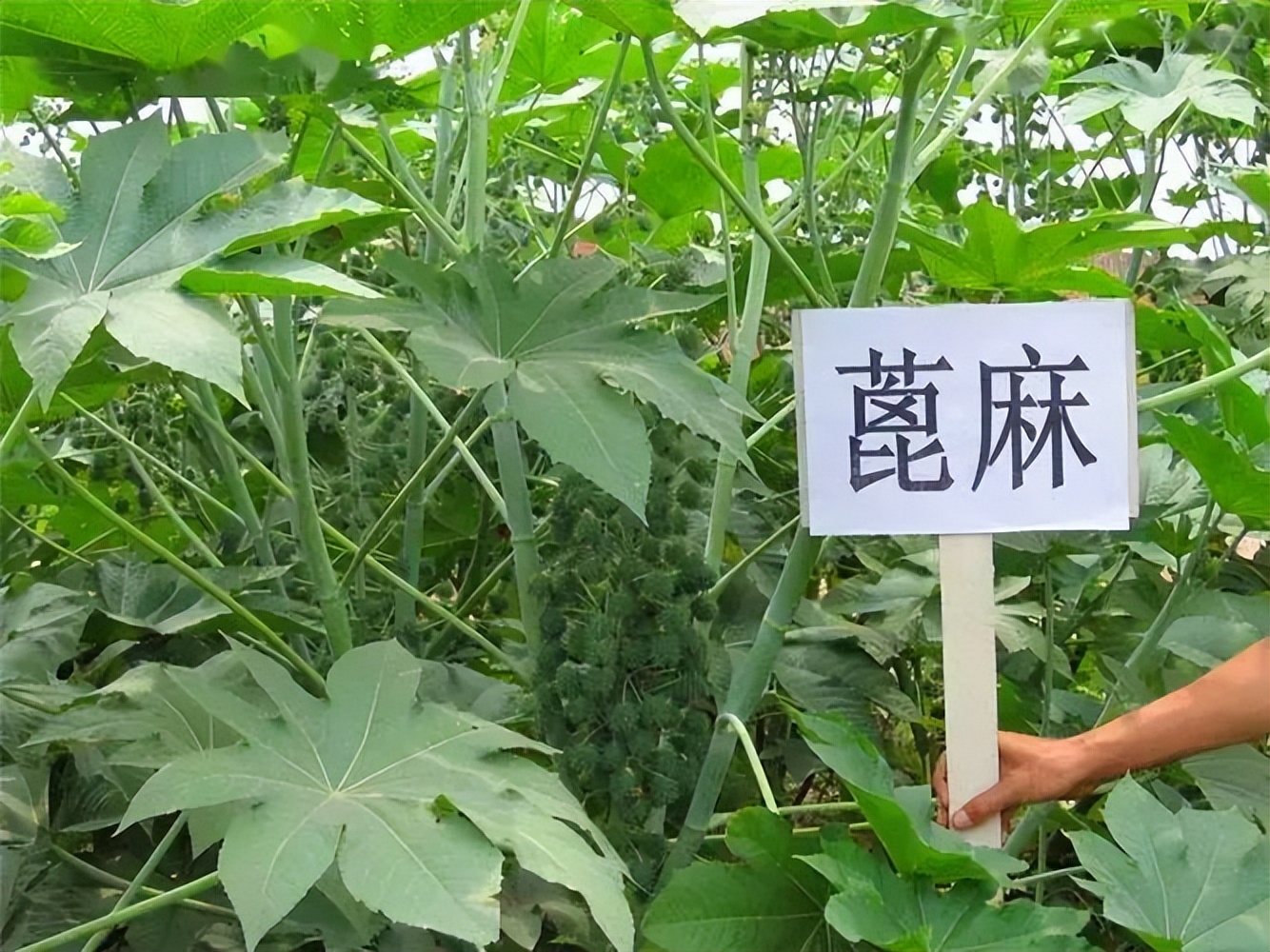 Why is castor plant a biological weapon? In the past, it was roasted ...