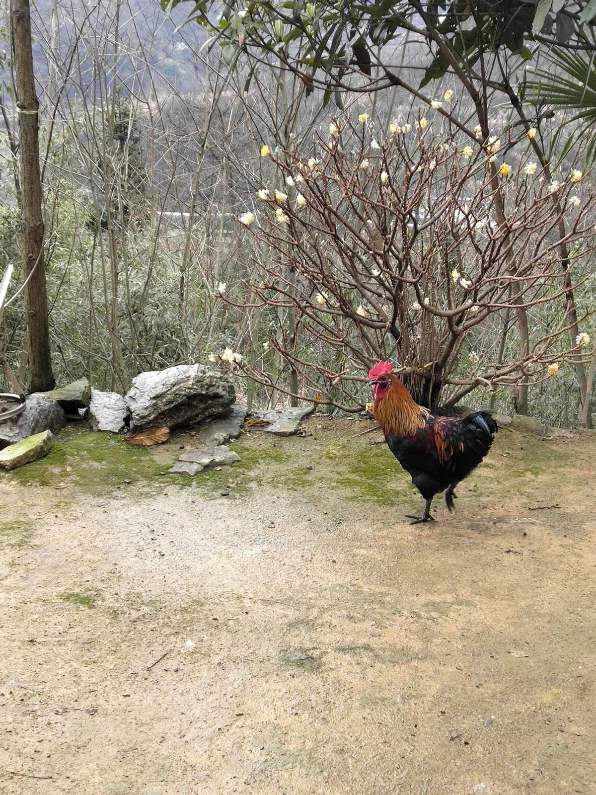 The mellow taste of Zhongyu Baifeng native eggs is the collision of ...