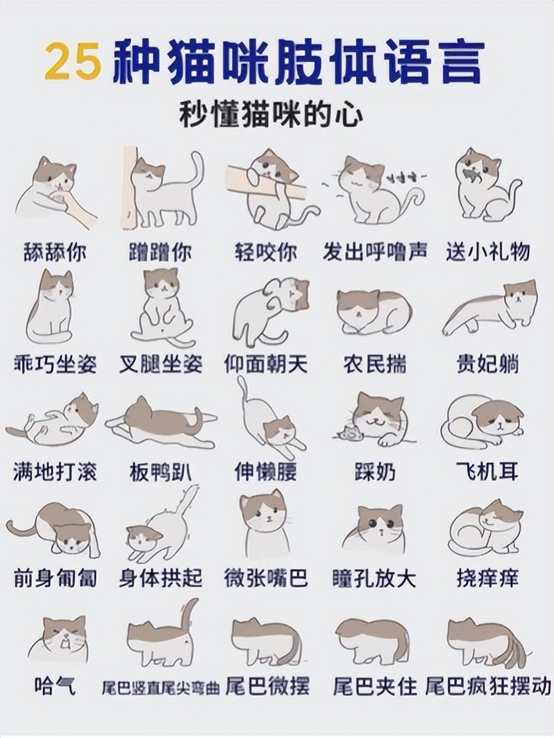What emotions do cats express, understand cat body language in 1 second ...
