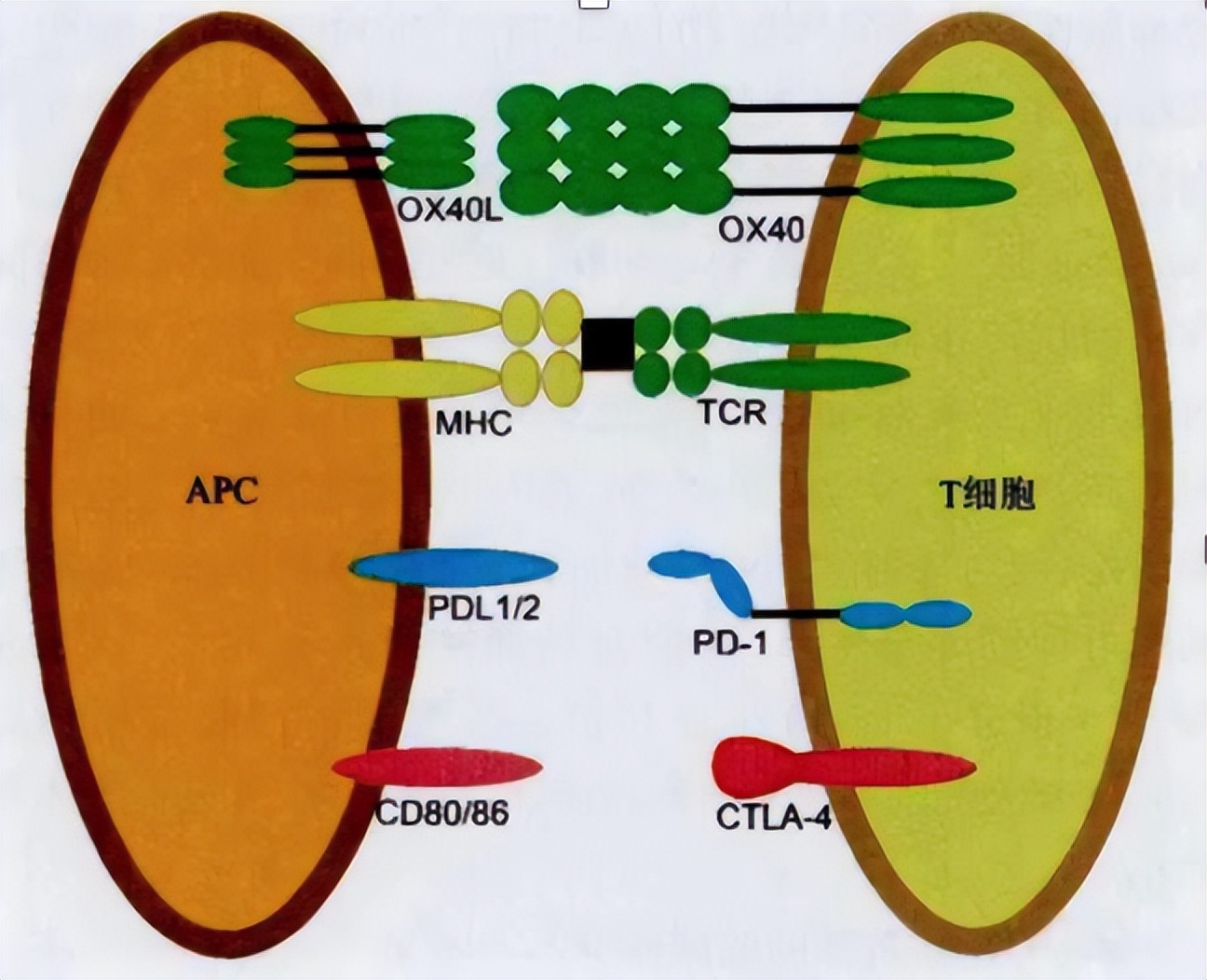 OX40 target research and development: the road is long and difficult ...