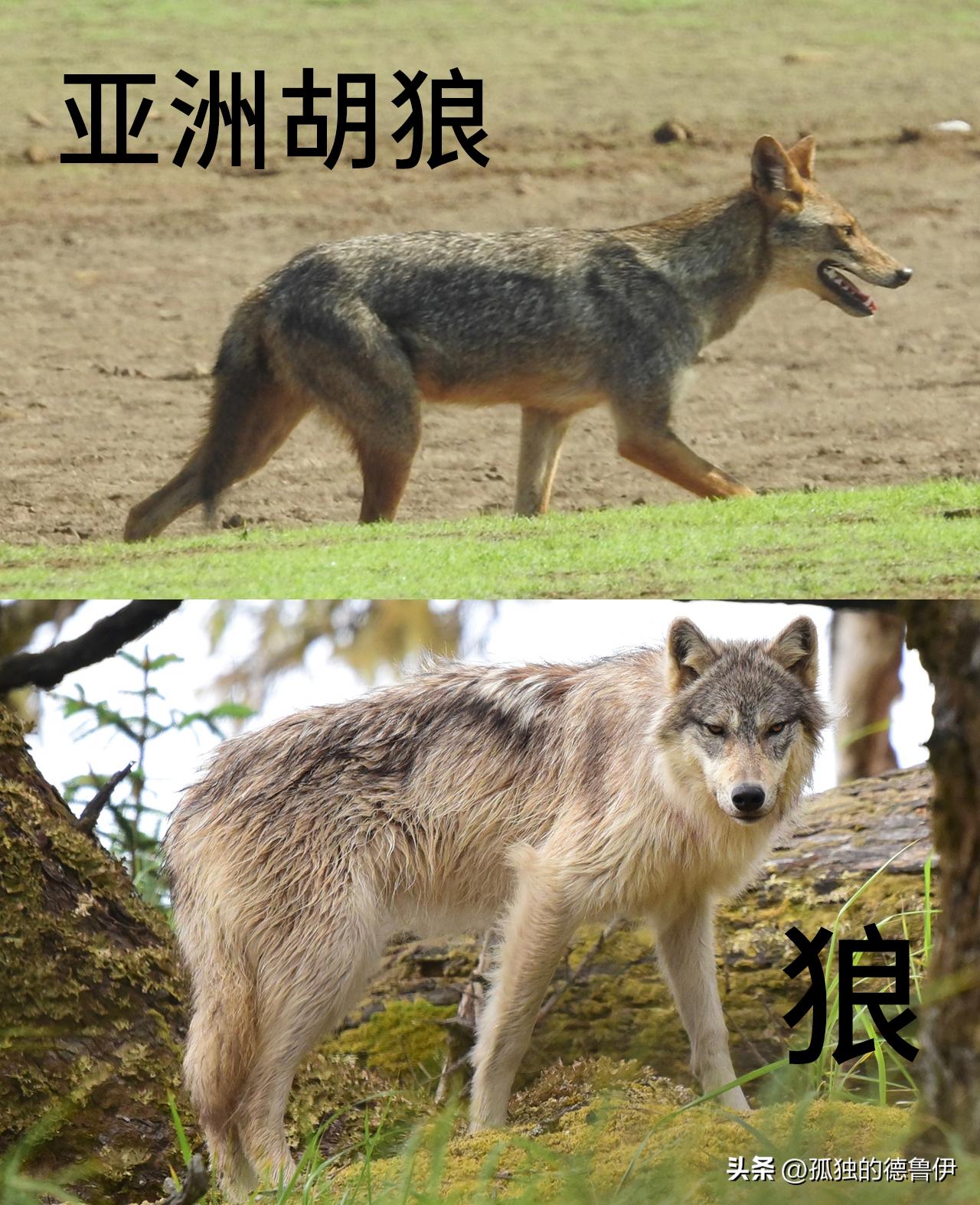 There are only two kinds of wolves in China. Do you know which two ...
