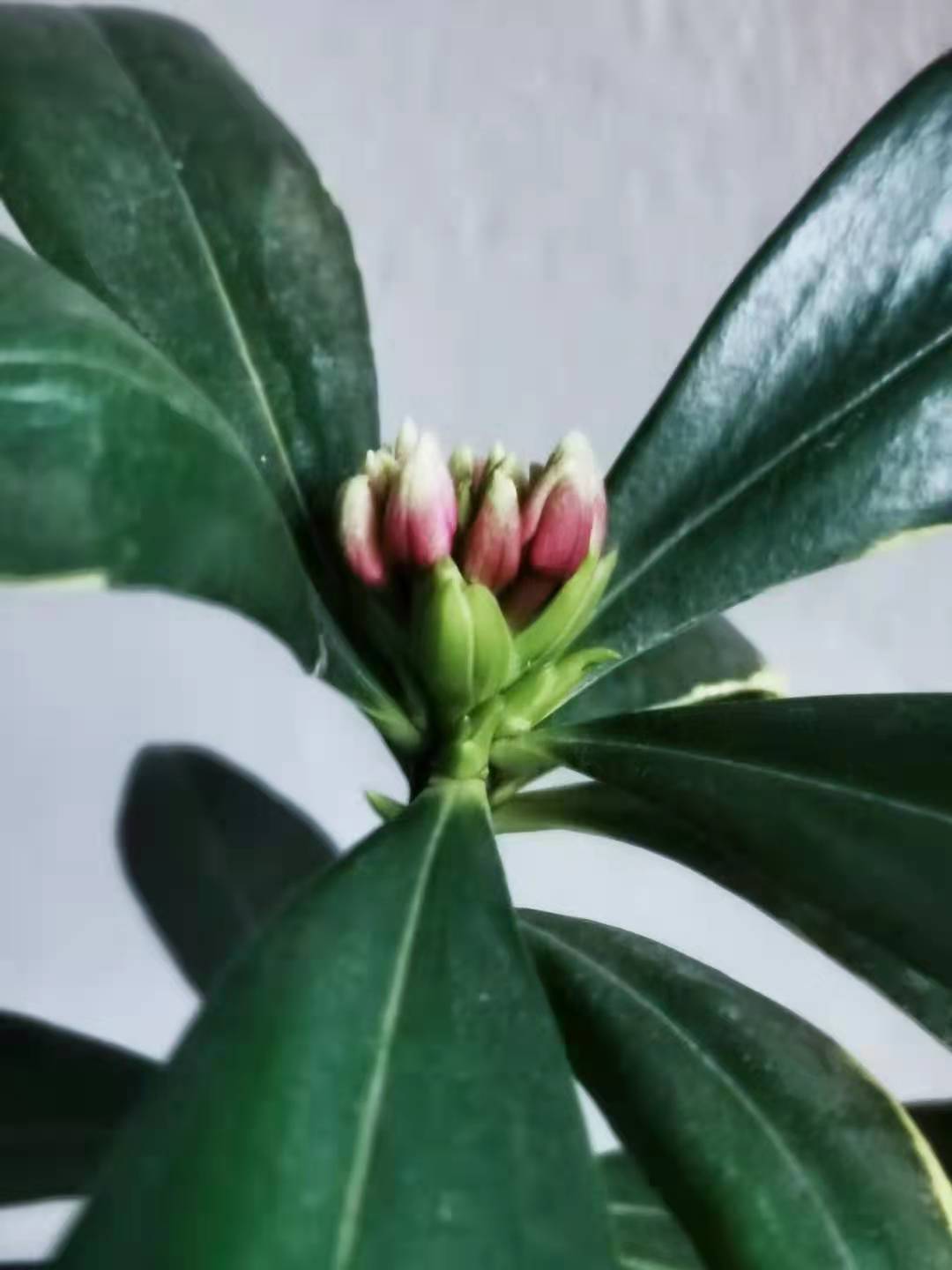 Chang Junshan (Original) Ruixiang has a strong fragrance - iNEWS