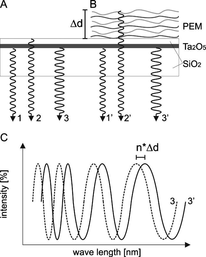 Bionic assembly of polyelectrolyte multilayer films containing ...