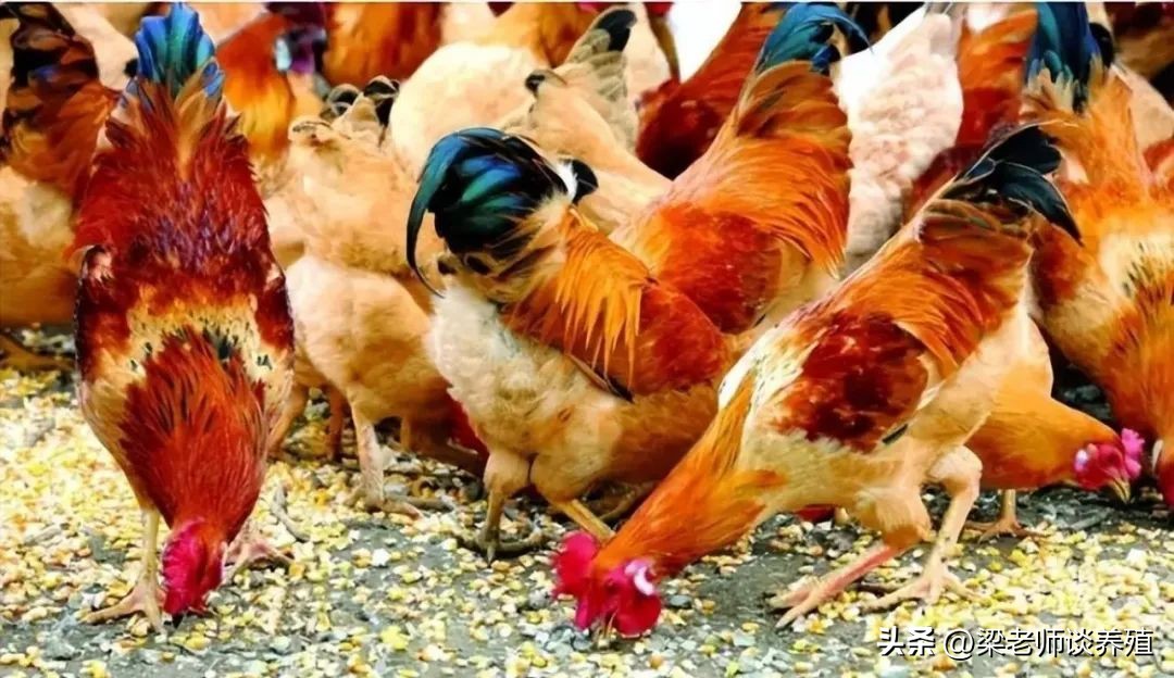 Chickens raised in rural areas get chicken plague, and feeding them ...