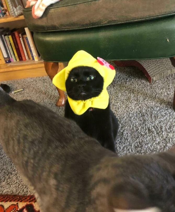I miss cats, I asked my sister who helped to take care of cats to take ...