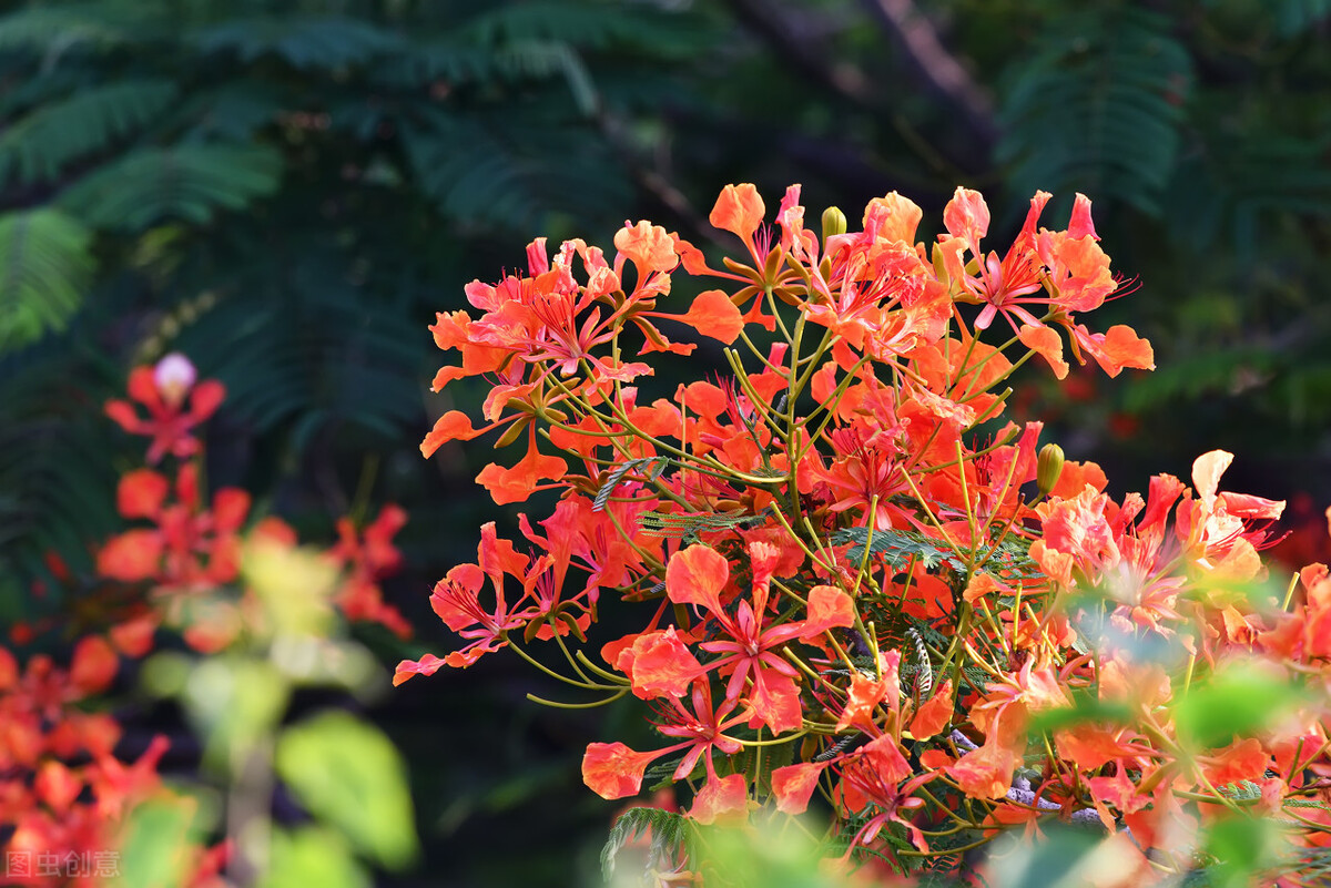 Do you know the meaning of phoenix flower? - iNEWS