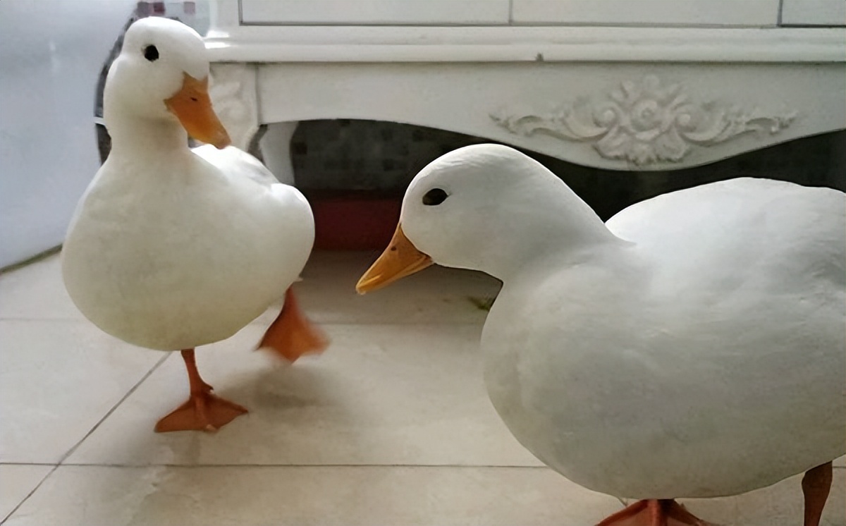 Cole Duck's Rollover - iNEWS