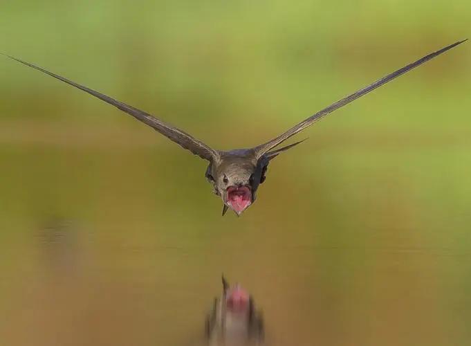 The footless swallows that fly and sleep are almost dead. How do they ...