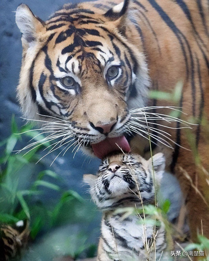 'Hardcore awsl' shares those wildly cute wildlife pics - iNEWS
