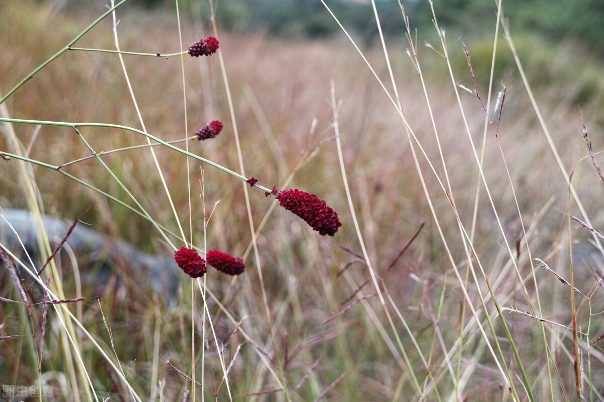 Burnet (blood-cooling and hemostatic drug) - iMedia