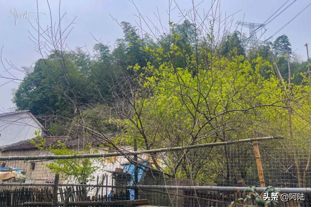 There is a small village in the depths of Fuyang Mountain named after ...