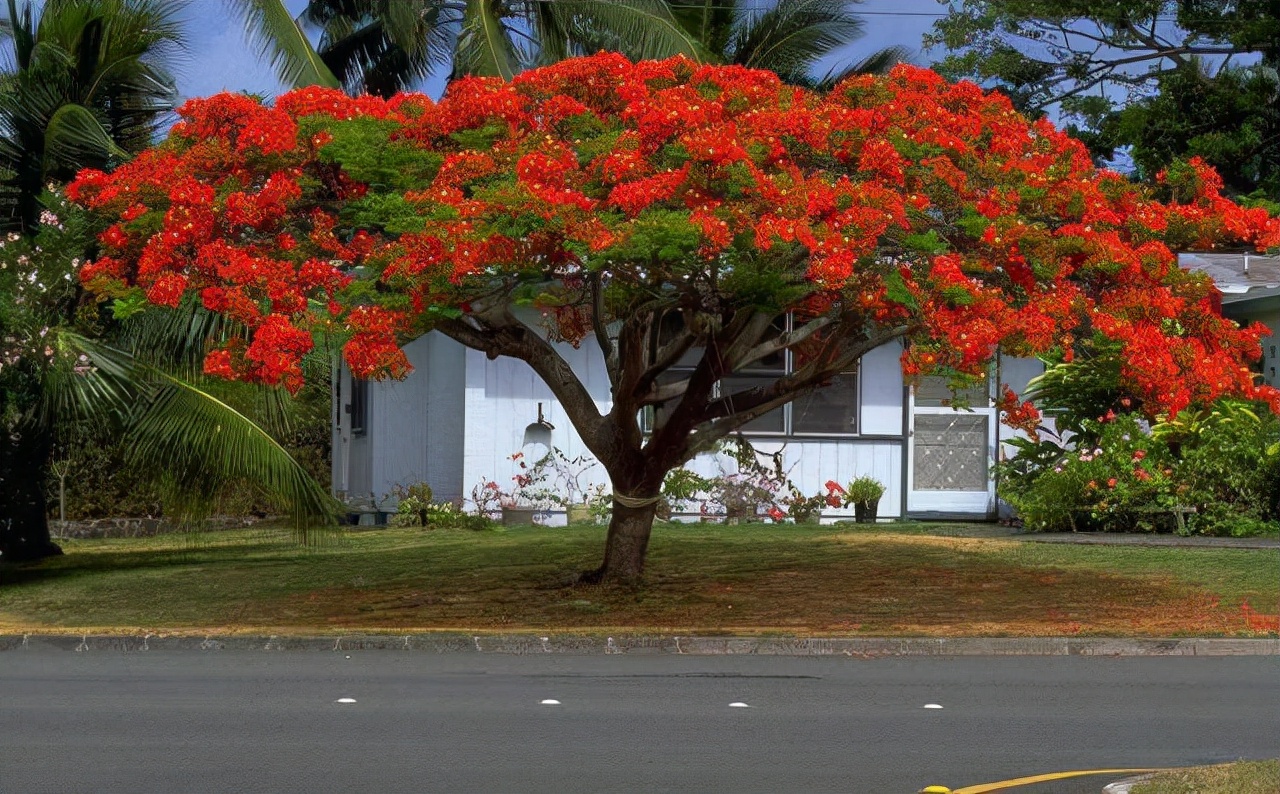 Flying Phoenix-Phoenix Flower - iNEWS