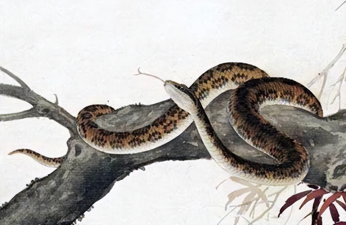 What will a Snake do when he gets old? - iNEWS