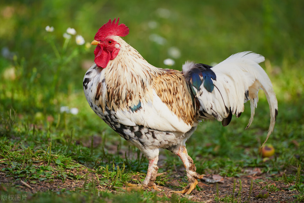 Biology Question 7: Where are the chicken's ears? - iNEWS