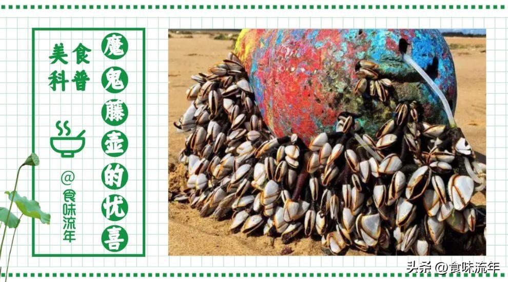 What are barnacles?Keep marine life out of reach and treat it as a ...