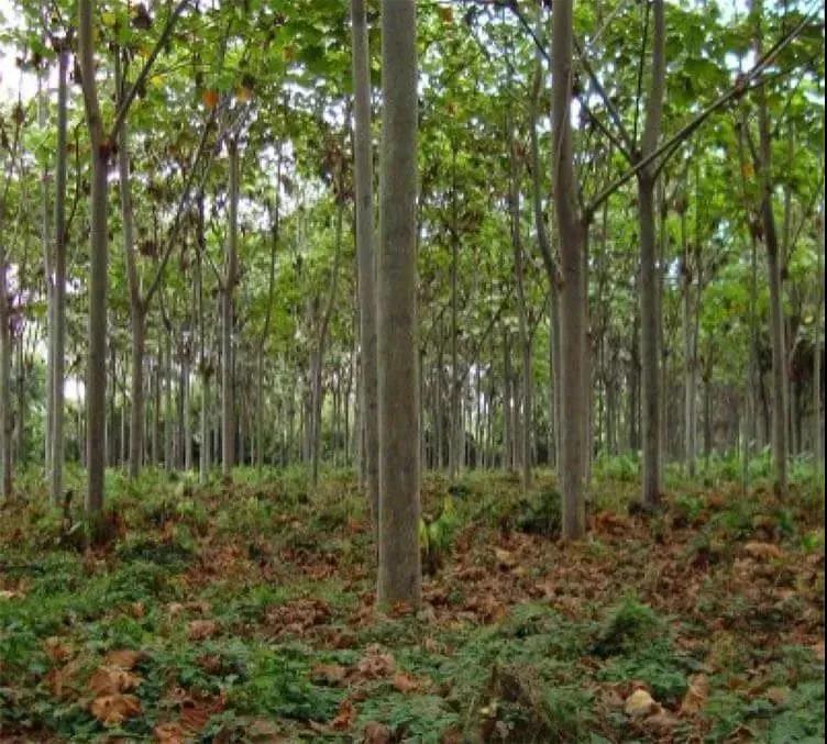 Enjoy the 17 most tree species in the world - iNEWS