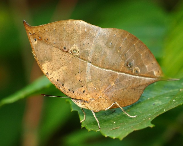 5 most invisible animals in the world - iNEWS