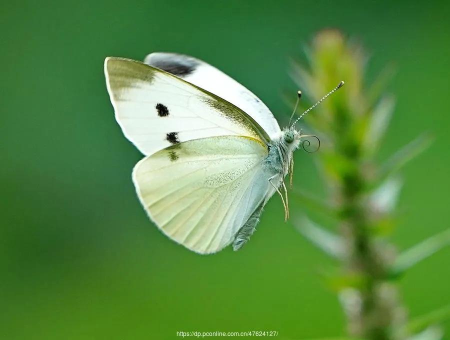 Zhuangzi's Dreams and Teachings (1) - Butterfly Dream - iMedia