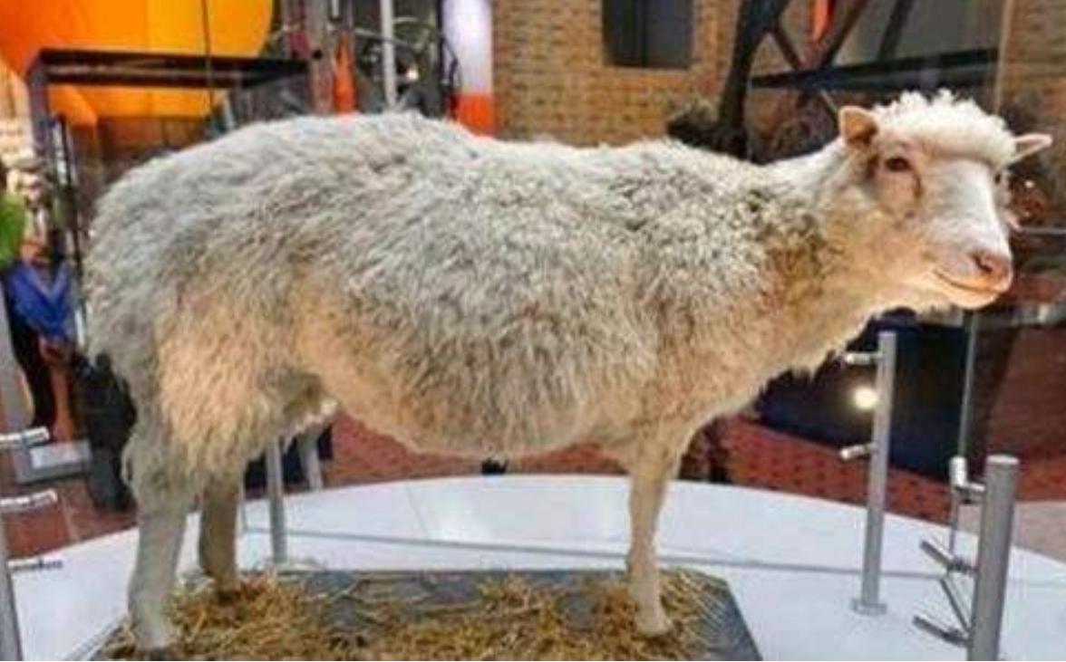A cloned sheep was created 25 years ago, why not clone a human?See how ...