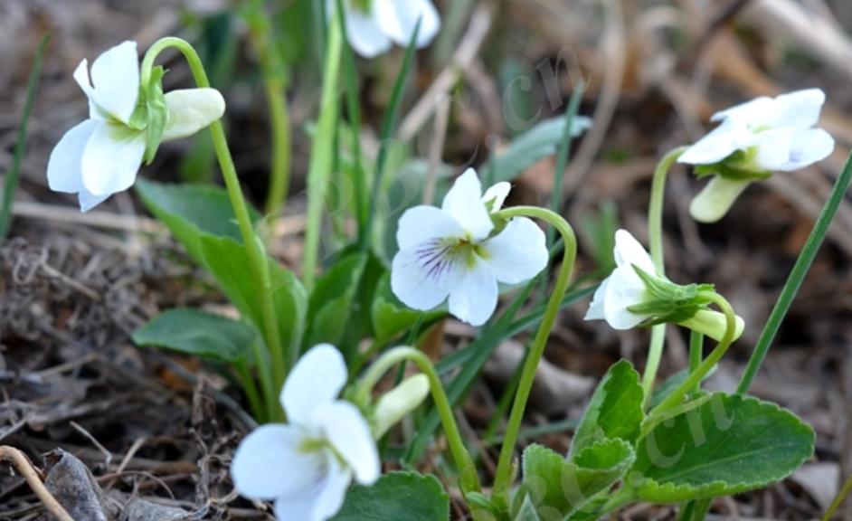 Wild Wildflowers, Viola and its Eleven Brothers - iNEWS
