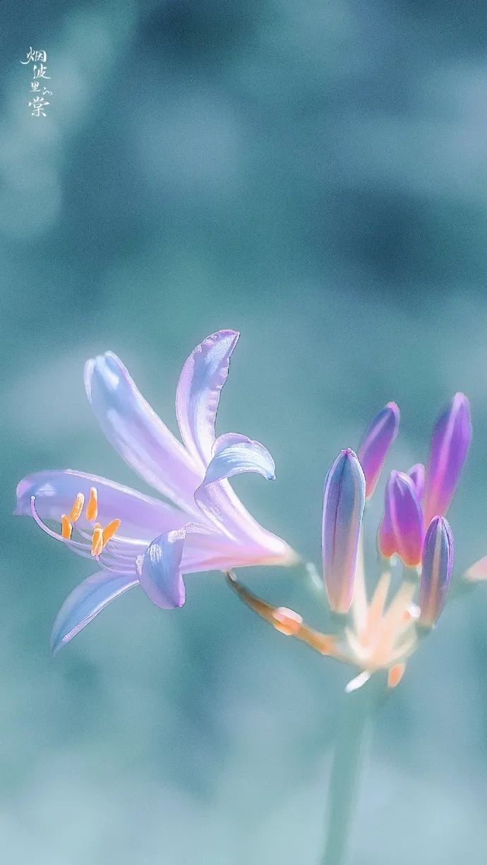 Isn't the monarch who can't rule the country a good poet? What Li Yu ...