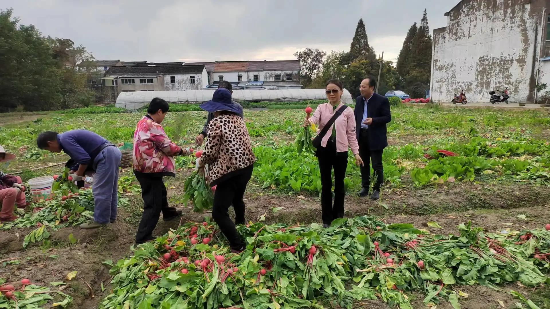 Changzhou Intangible Cultural Heritage · Xinzha Lotus Garden Dried ...