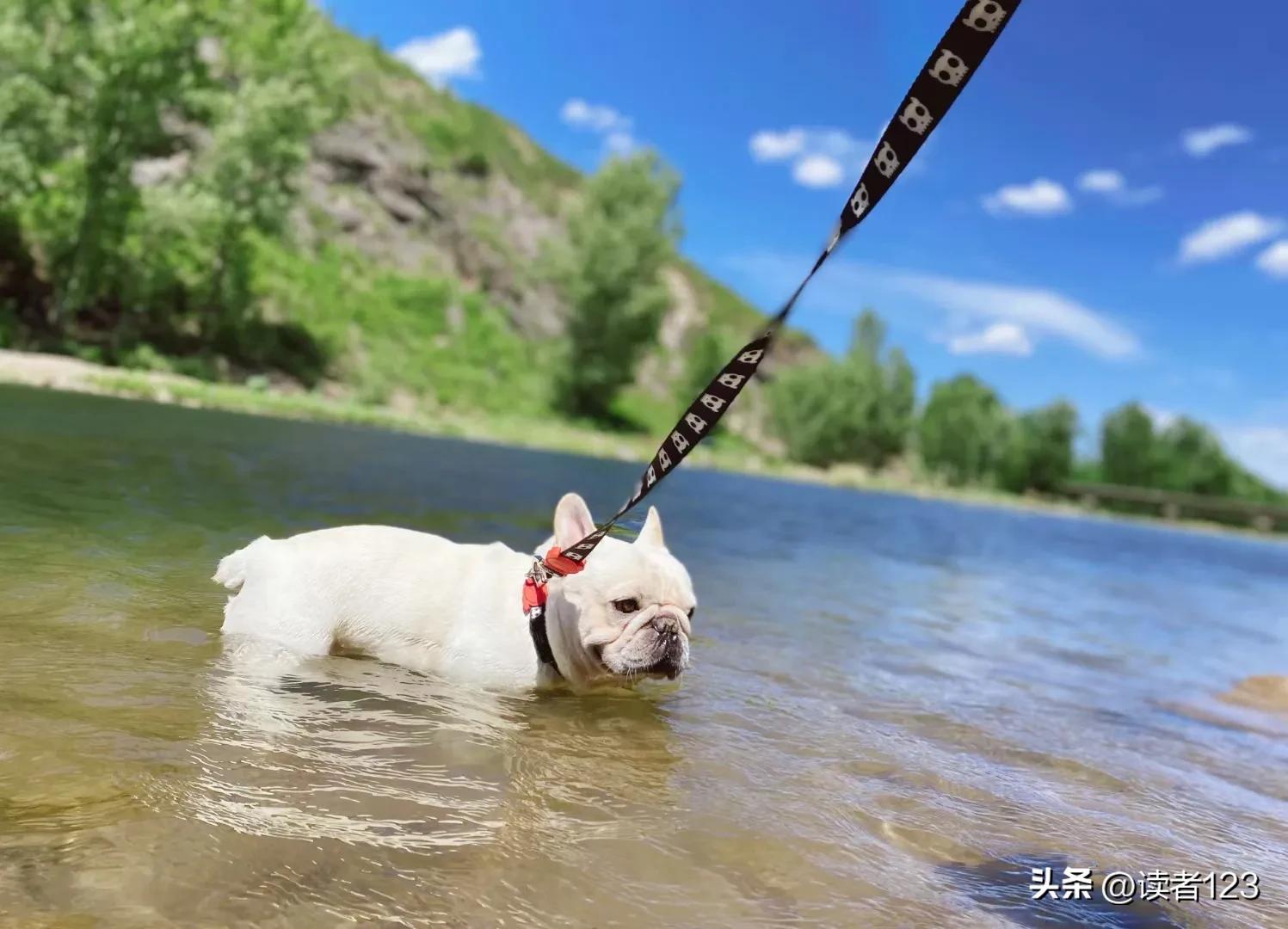 How smart is the big silly dog and the useless Adi? - iMedia