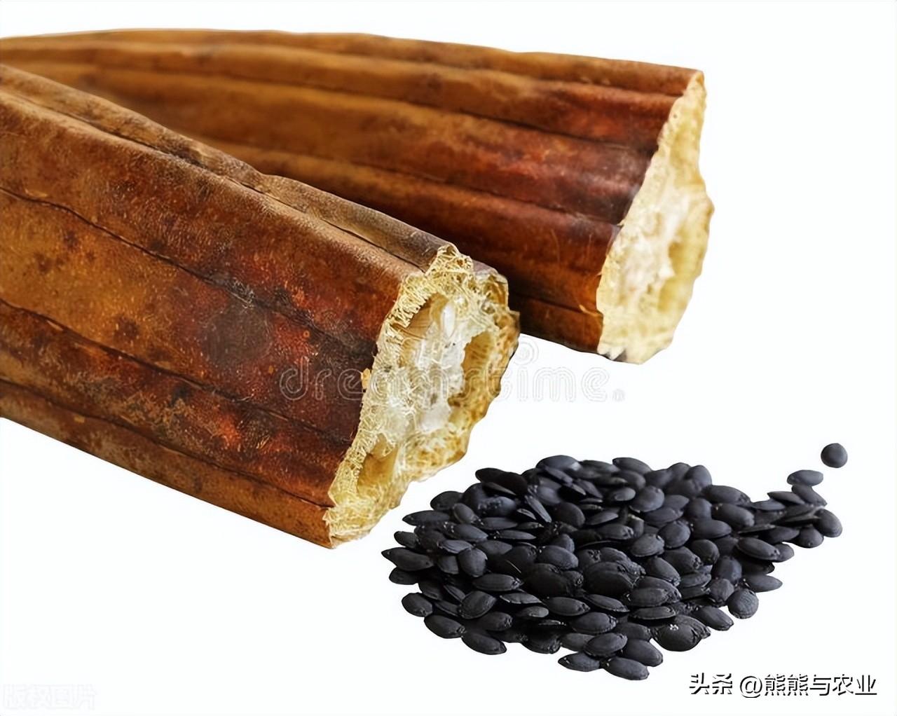 How to grow loofah, how to plant, how to fertilize, how to water - iMedia