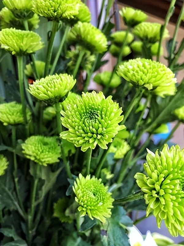 Colorful and green, this kind of 6 flowers, blooming is really green ...