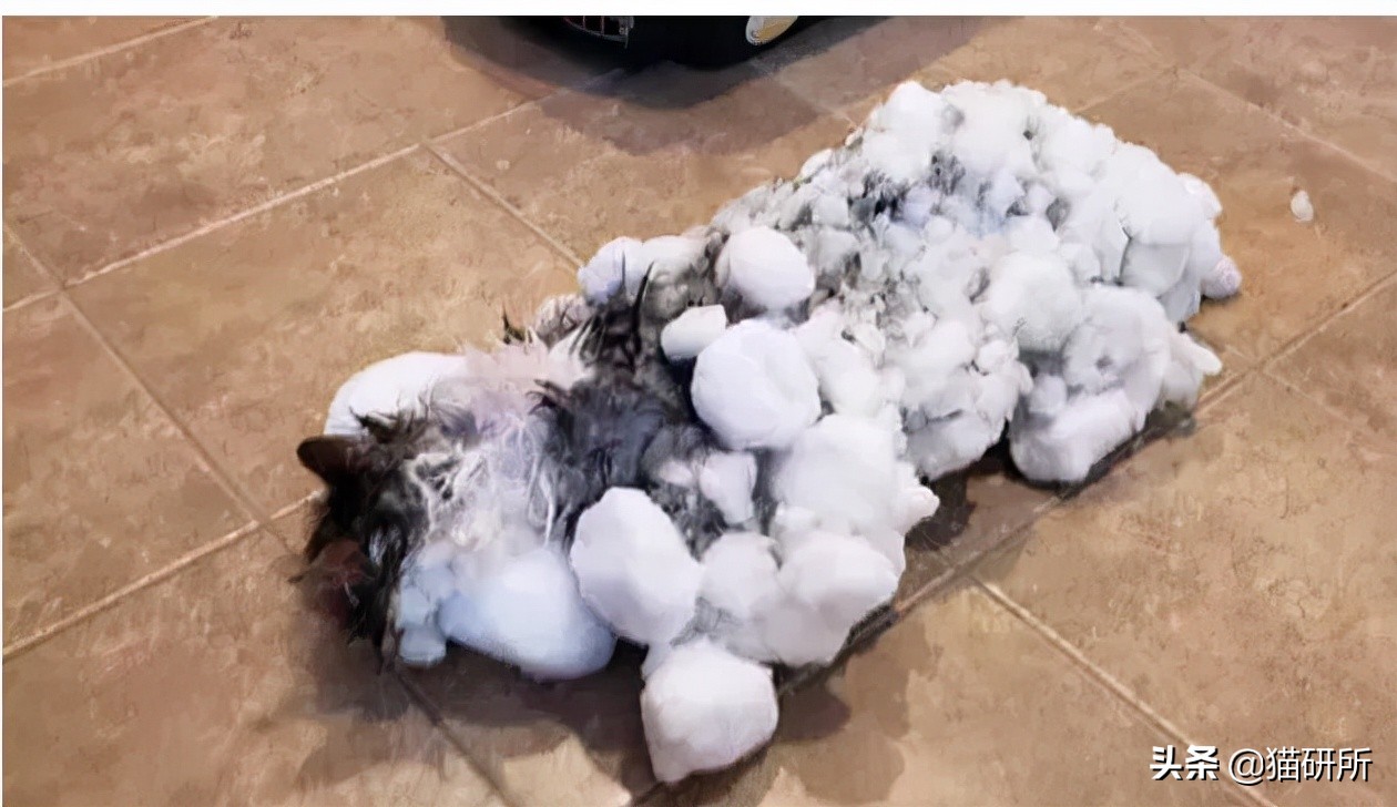 Watch out for cats with frostbite in winter!The first aid guide is here ...