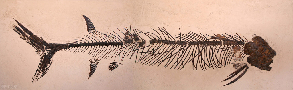 Nature exploration - the fish that is about to become a man - iMedia