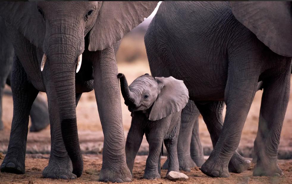 The output of elephant meat is 10 times that of pigs, why not raise ...