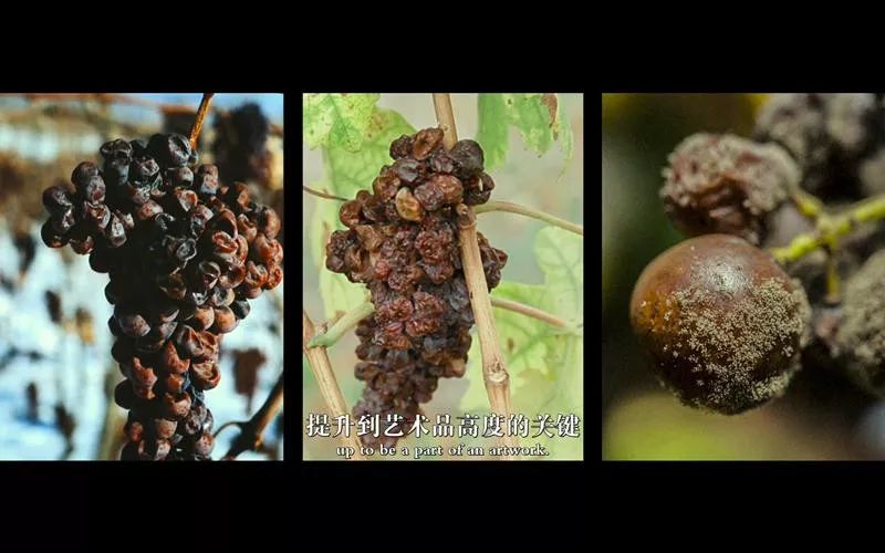 Corpse art from death? - iMedia