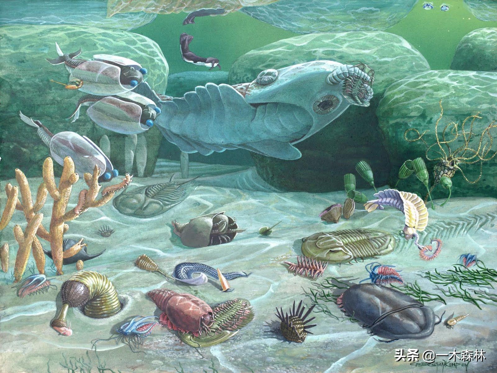 The "Pippi Shrimp" 530 million years ago became the first-generation ...