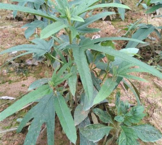 What kind of plant is the five-fingered peach? - iNEWS