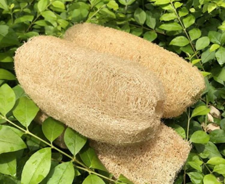 The bullet passed through the heart and lungs. The old lady used loofah ...