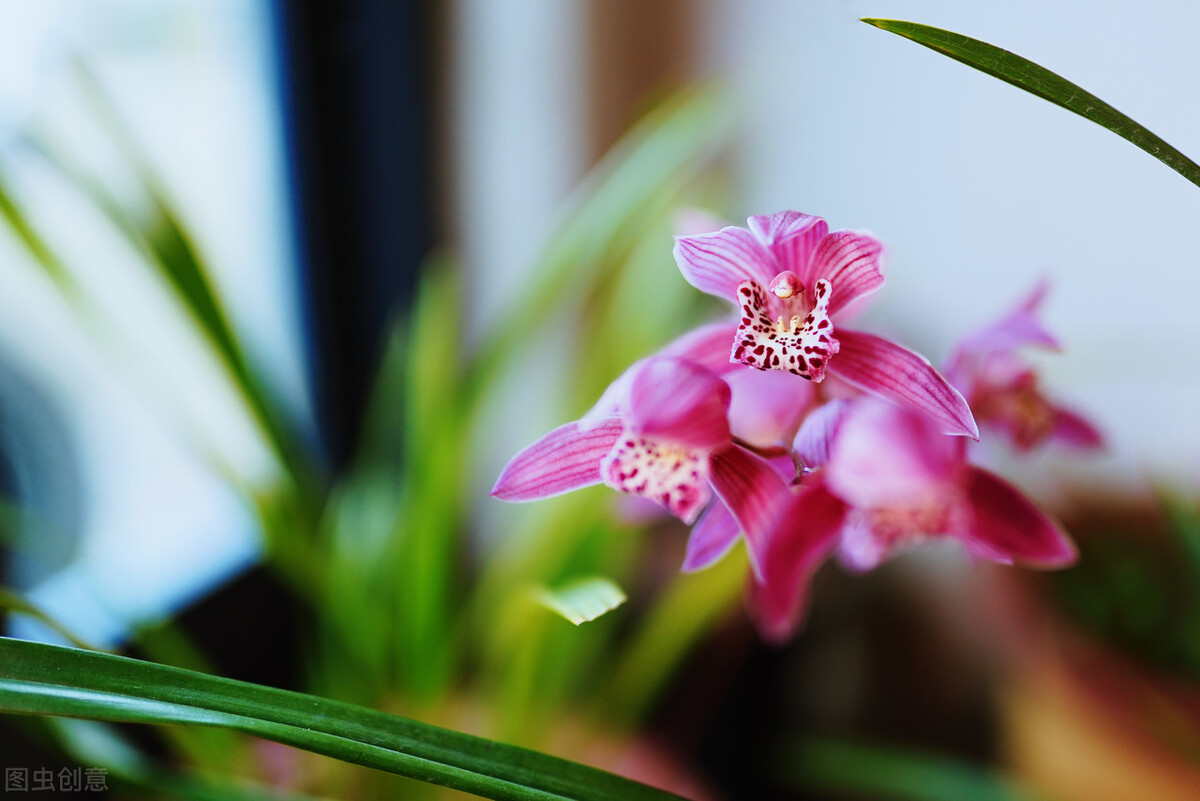 Six Songs of Yuefu Poems - iNEWS