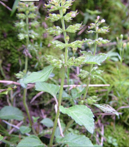 What kind of plant is a pinnacle - iNEWS