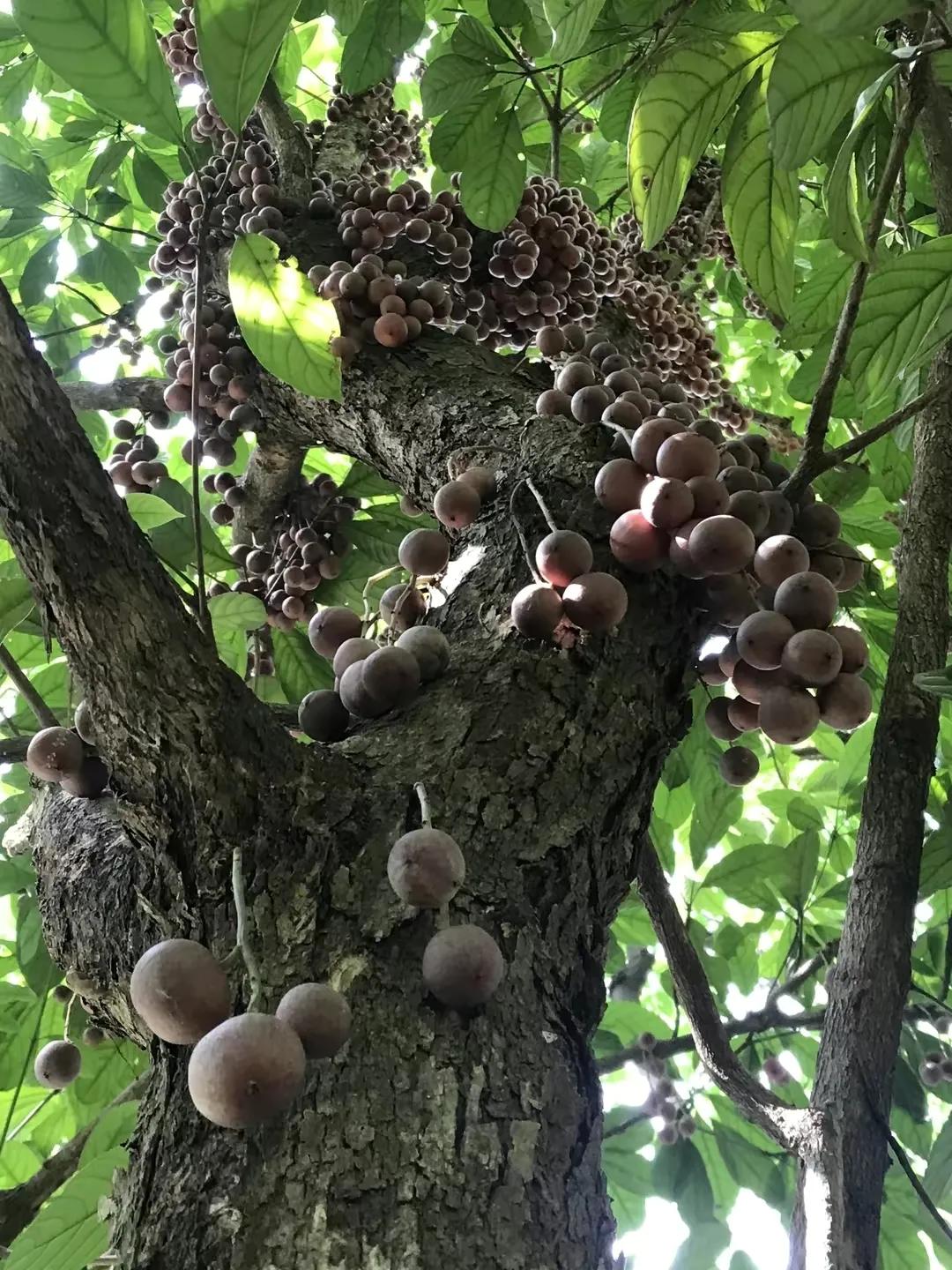 Share the delicious tropical fruit ~ cayenne fruit - iNEWS