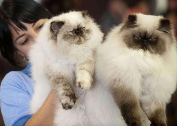 Pictures and names of foreign cat breeds - iMedia