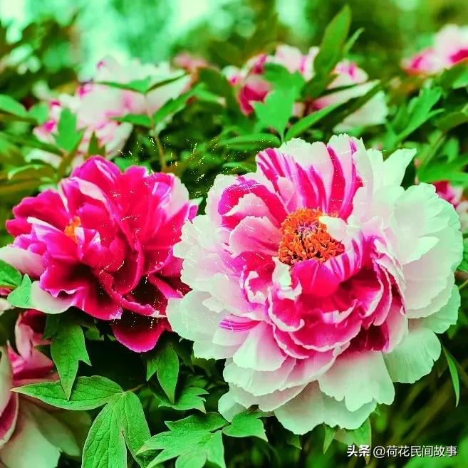 Share pictures - Top Ten Famous Flowers in China - iNEWS