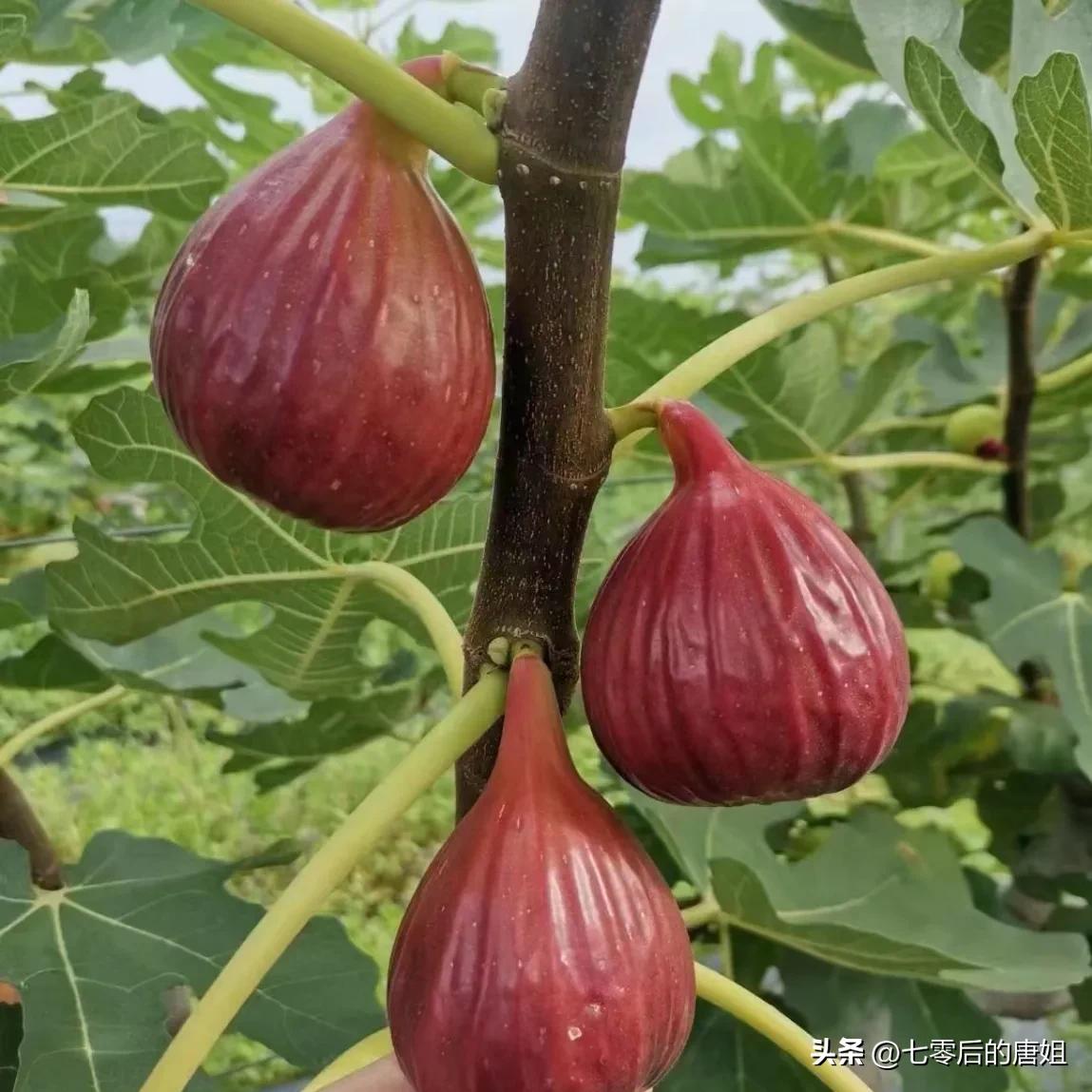 Nutritious and delicious figs - iNEWS