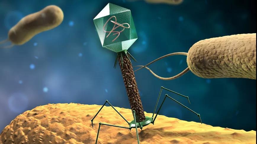 In order to make bacterial weapons, the United States has studied a ...