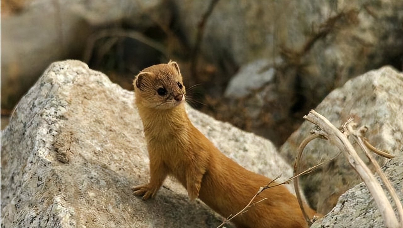 Why can't "weasel" be eaten?Not just because of superstition, Li ...