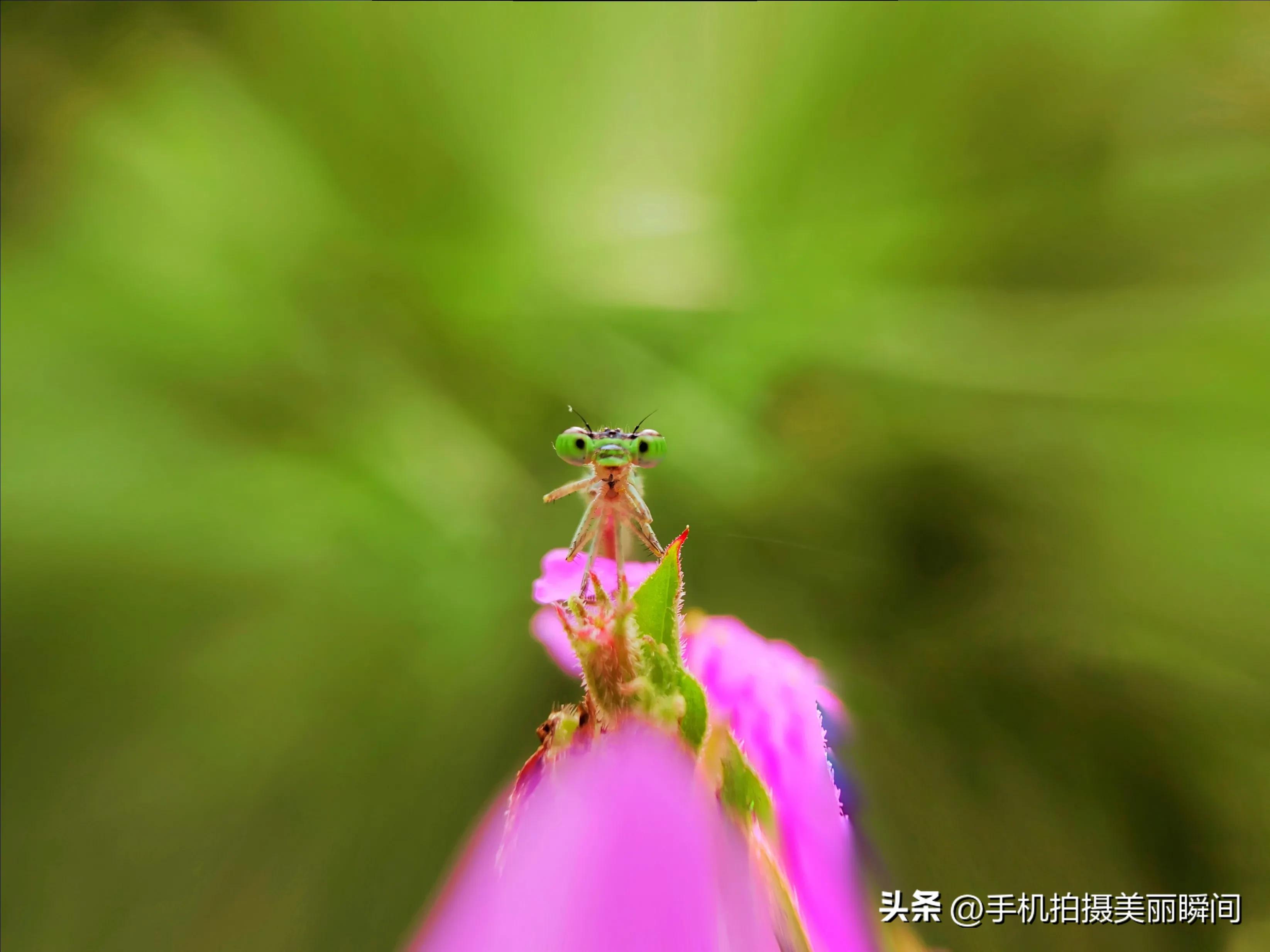 Two points for macro photography of insects with mobile phone - iNEWS